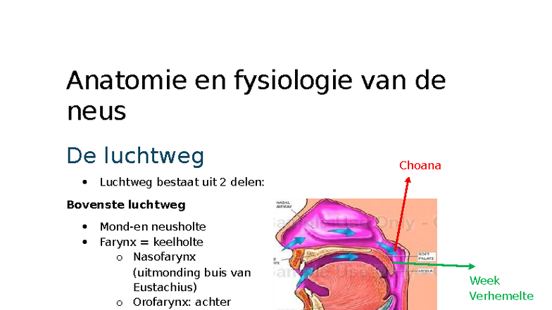 Anatomie en Fysiologie van de Neus - Dr. Dewitte - Studocu