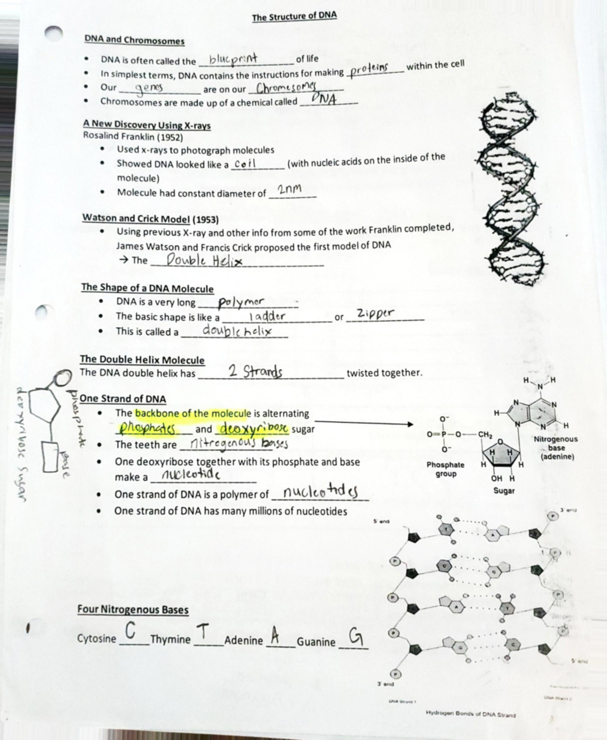Structure of DNA - DNA - ####### The Structure of DNA ####### DNA and ...