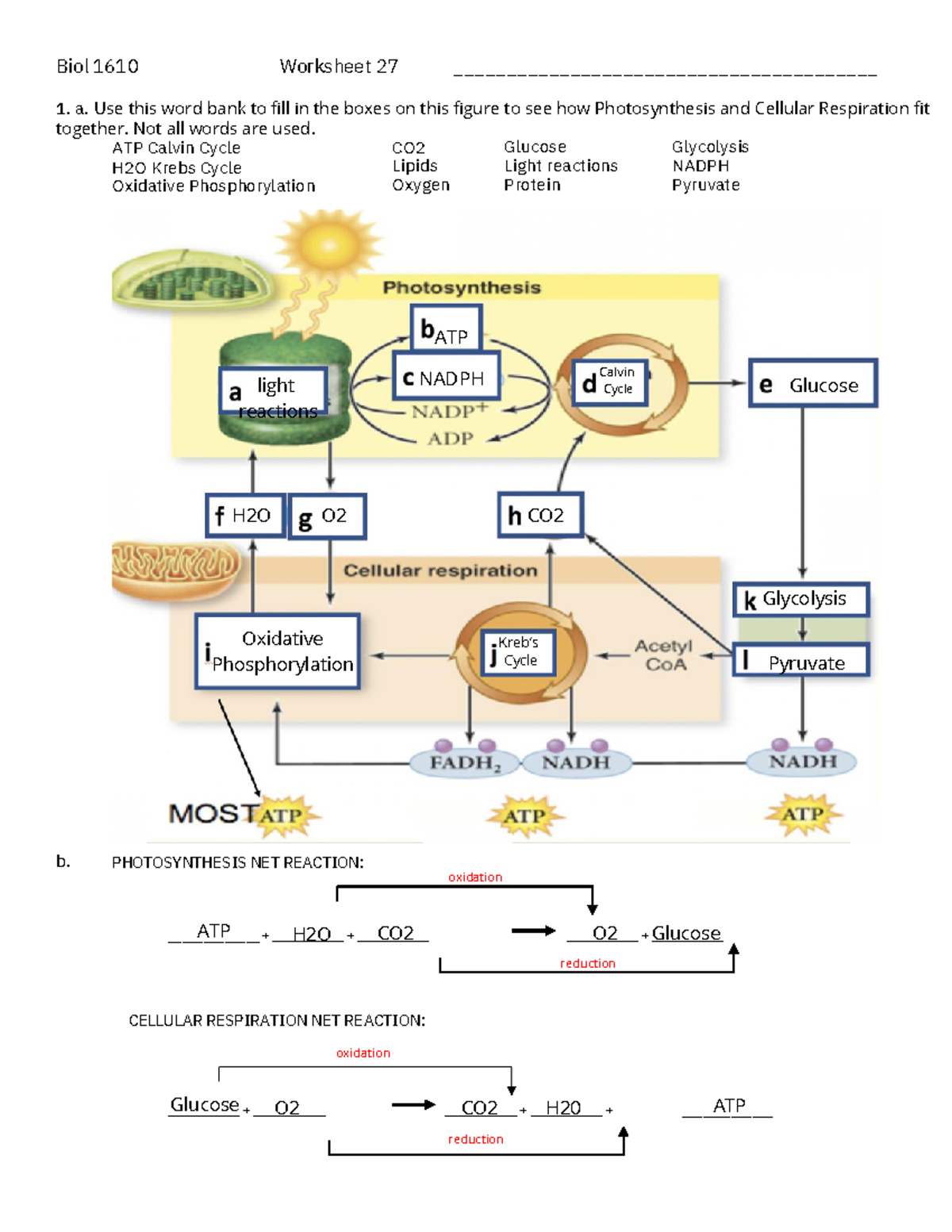 Worksheet 27: Photosynthesis - Biol 1610 Worksheet 27