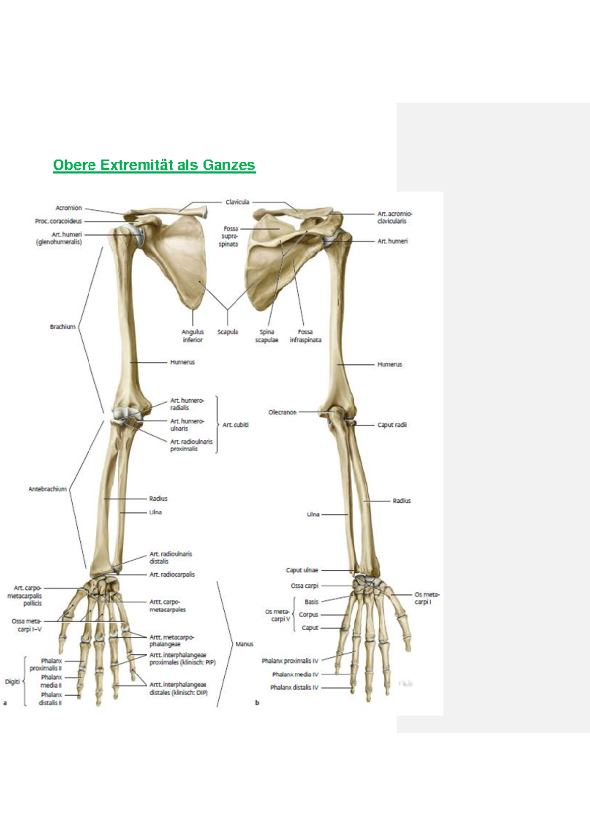 Ausführliches Skript Anatomie - Obere Extremität - Obere Extremität als ...