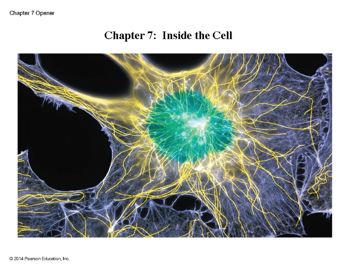 Biol112F24 Lecture 11: Inside the Cell Overview and Structures ...