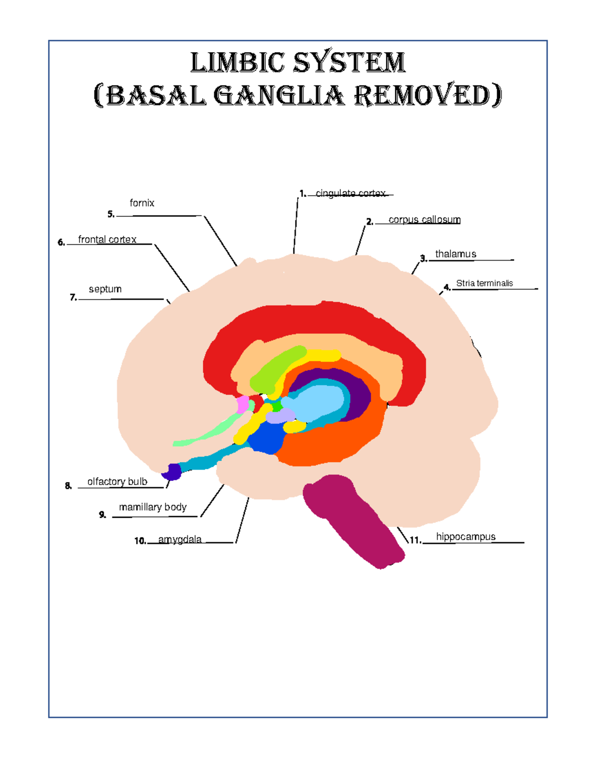 Limbic System labeled - PSY 2012 - limbic system (basal ganglia removed ...