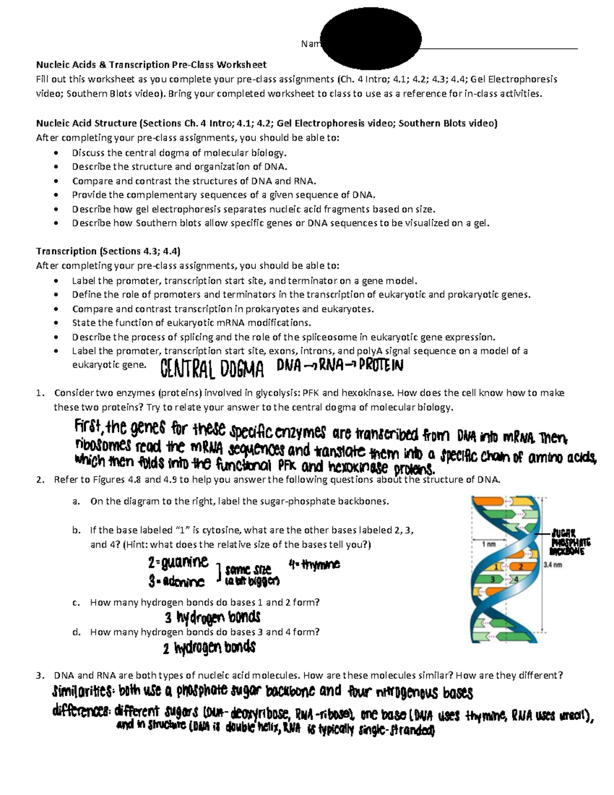 Nucleic Acids Transcription Worksheet (Ch. 4) - Pre-Class Guide - Studocu