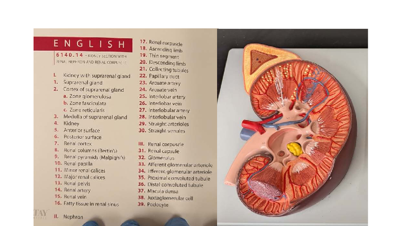 English H11 Exam 4 Model Keys: Male Pelvis and Related Anatomy - Studocu