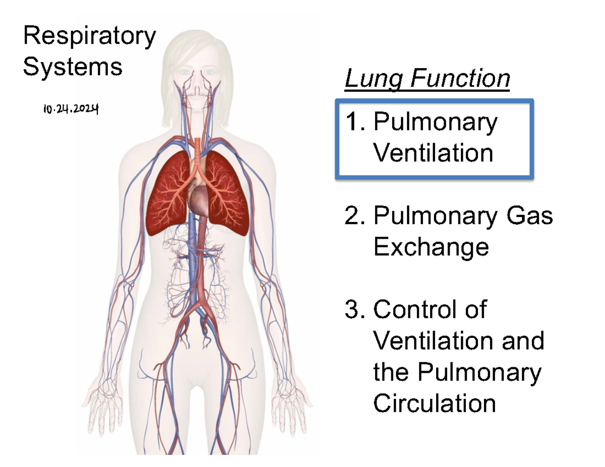 Bio3U03-11-Pulmonary Ventilation: Lung Function & Gas Exchange - Studocu