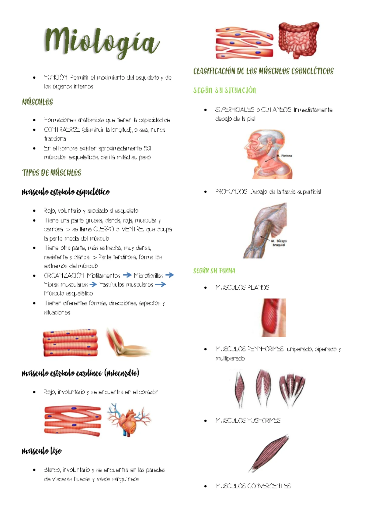 Corazón entrega 2 - Anatomía humana - Cuáles son los surcos del corazón ...
