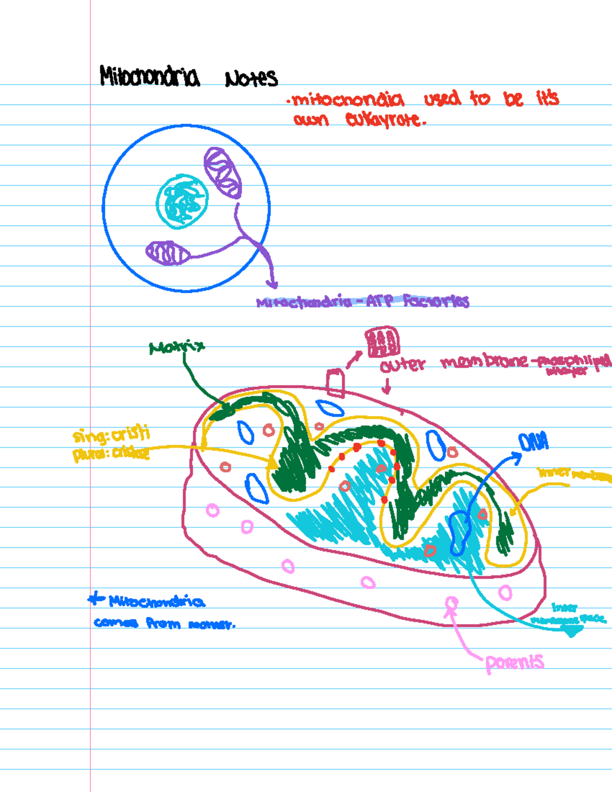 Mitochondria & Cellular Respiration Notes (BIO 101) - Studocu