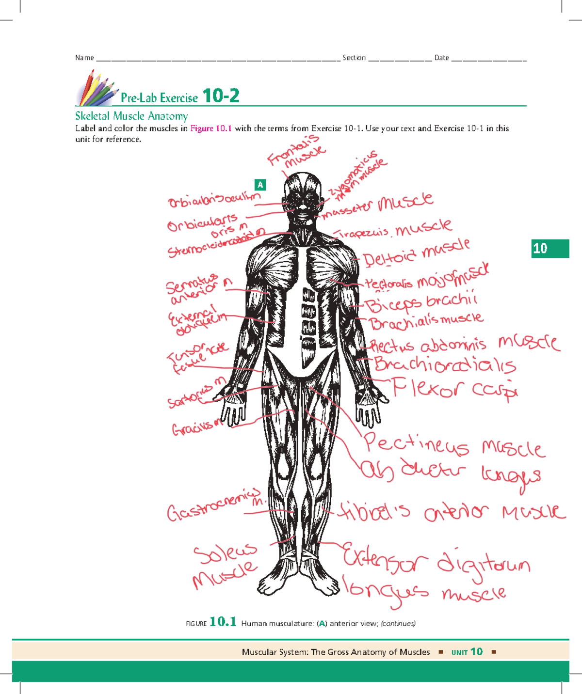 Unit 10 Pre-Lab Exercise 10-2: Skeletal Muscle Anatomy - Studocu