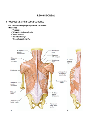 NUCA Y Región Dorsal - NUCA Y REGIÓN DORSAL NUCA: - Límites de la nuca ...
