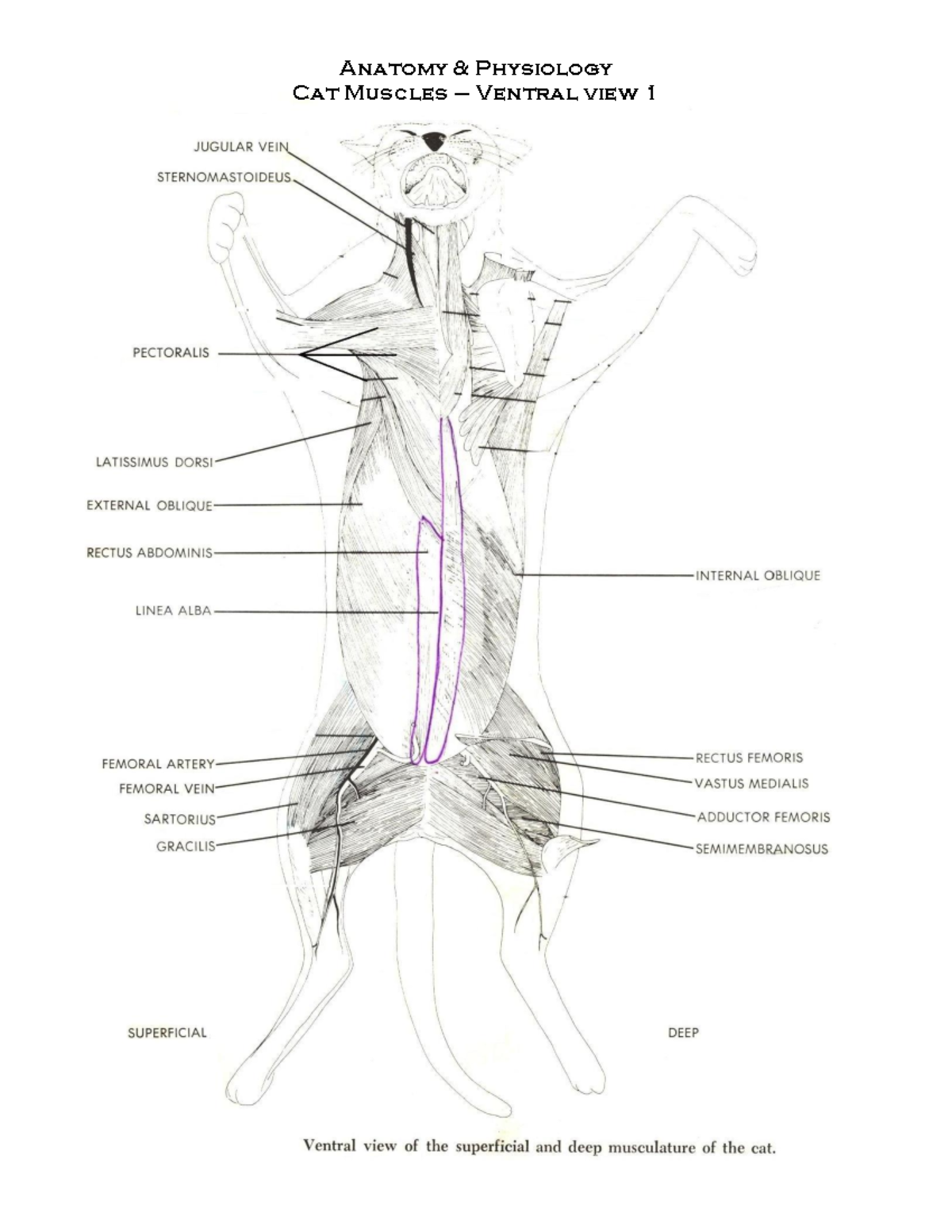 cat muscle diagram labeled musculature - General Biology - Cat Muscles ...