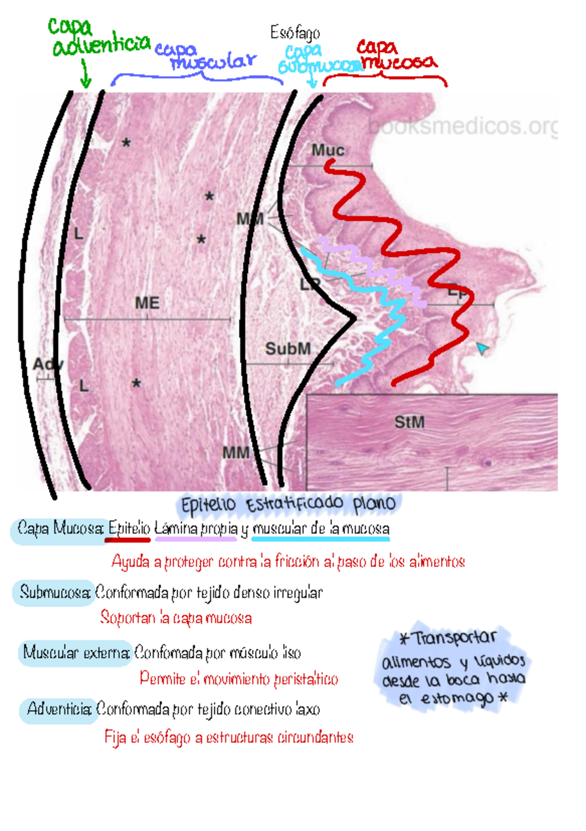 Control 2 - Imágenes de embriología y sus capas - Esófago Capa Mucosa ...