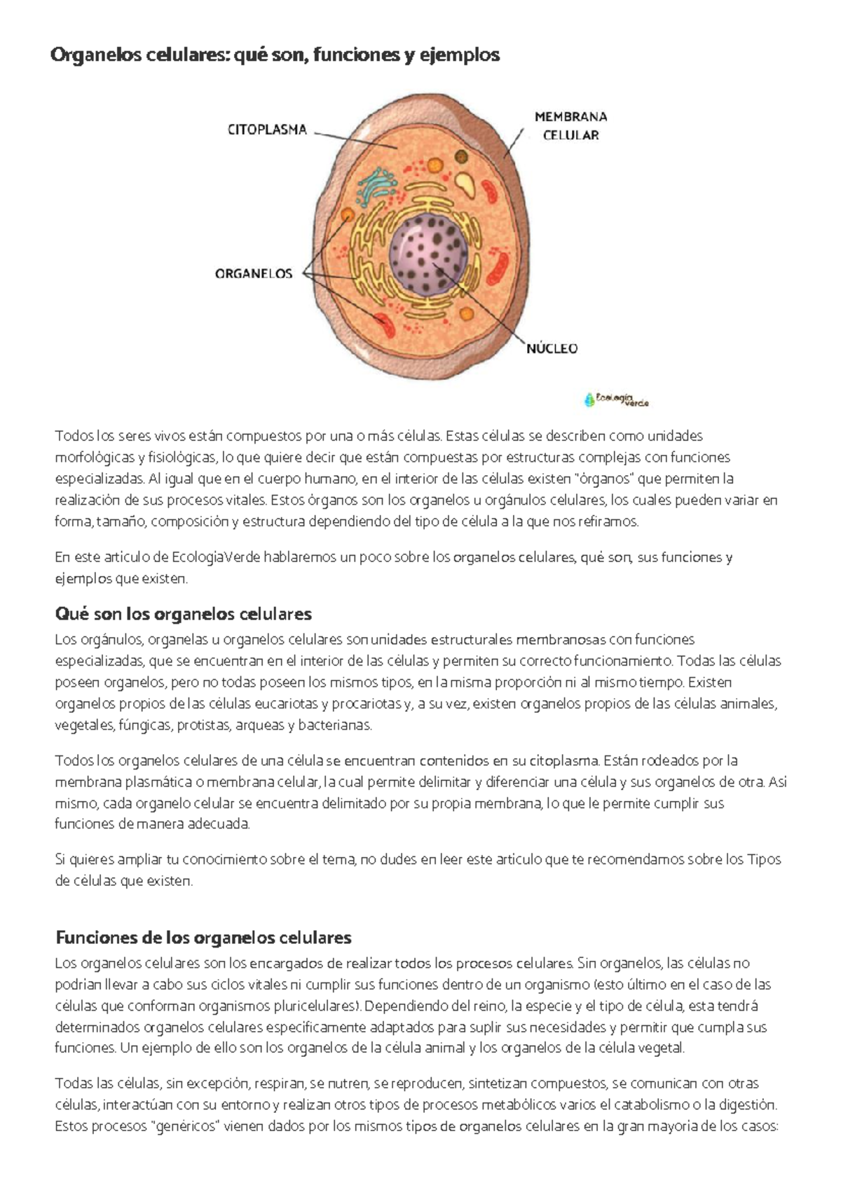 Organelos celulares qué son, funciones y ejemplos - ecologiaverde ...