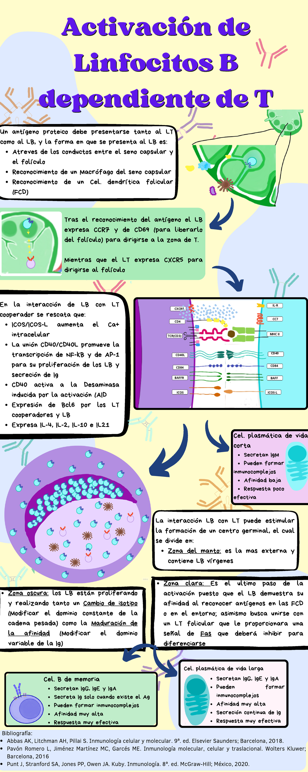 Activación de Linfocitos B dependiente de T - CXCR CD TCR(CD3) CD84 CD BAFFR ICOS IL-R CC CD40L ...