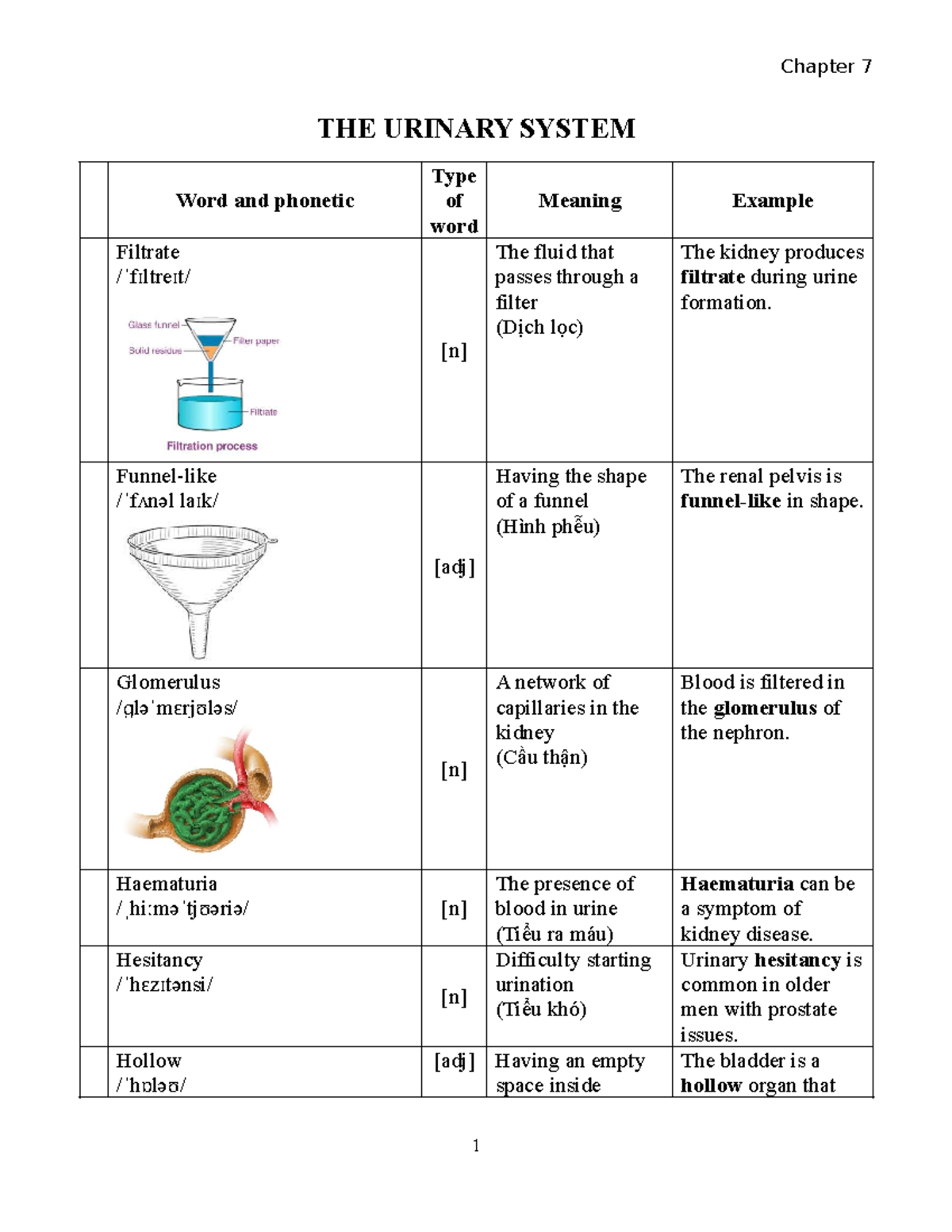 The Urinary System - Vocabulary - THE URINARY SYSTEM Word and phonetic ...