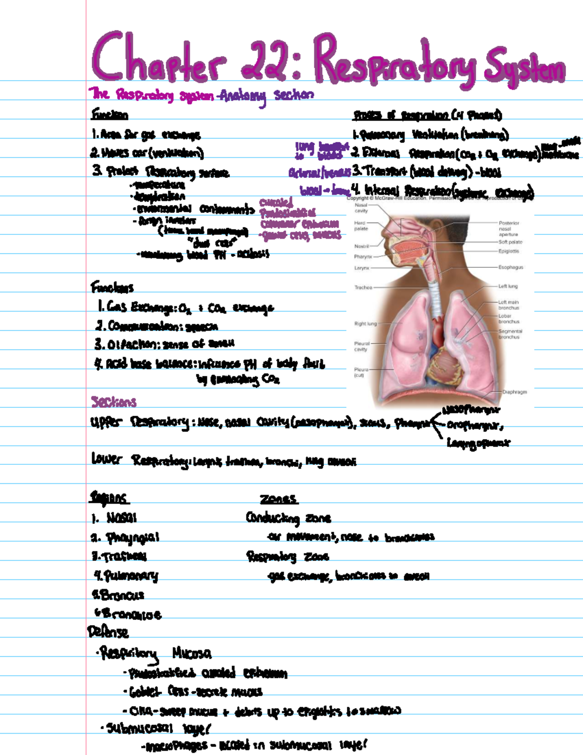 Respiratory System Chapter 22 Lecture Notes - Studocu