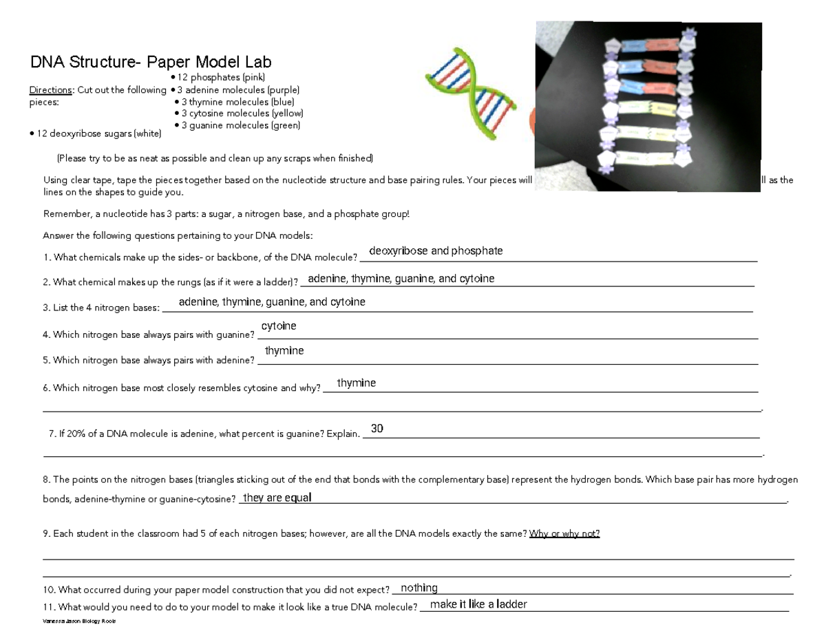 Dna Model Paper