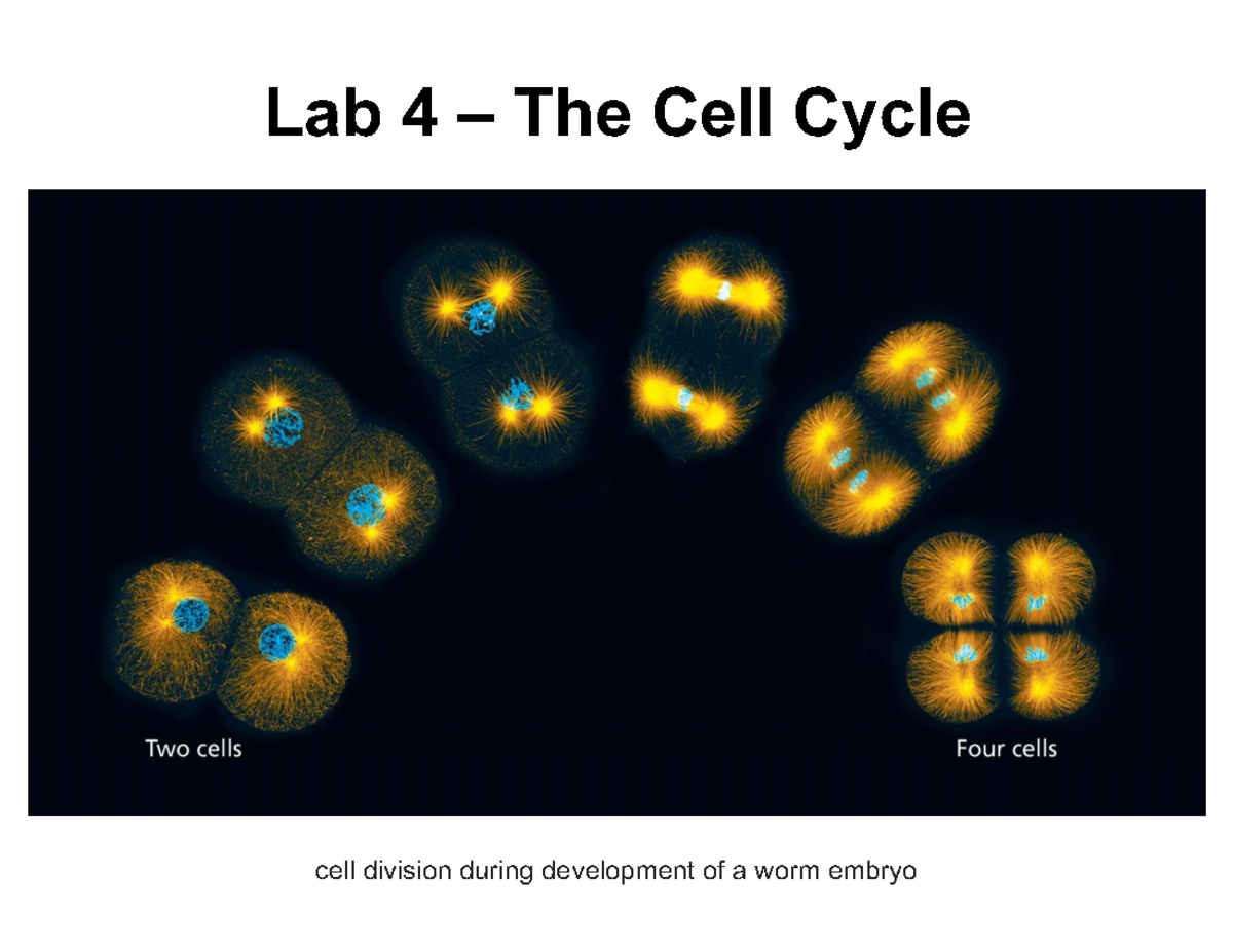 F2025 Lab 4: Overview of Cell Cycle, Mitosis & Meiosis Processes - Studocu
