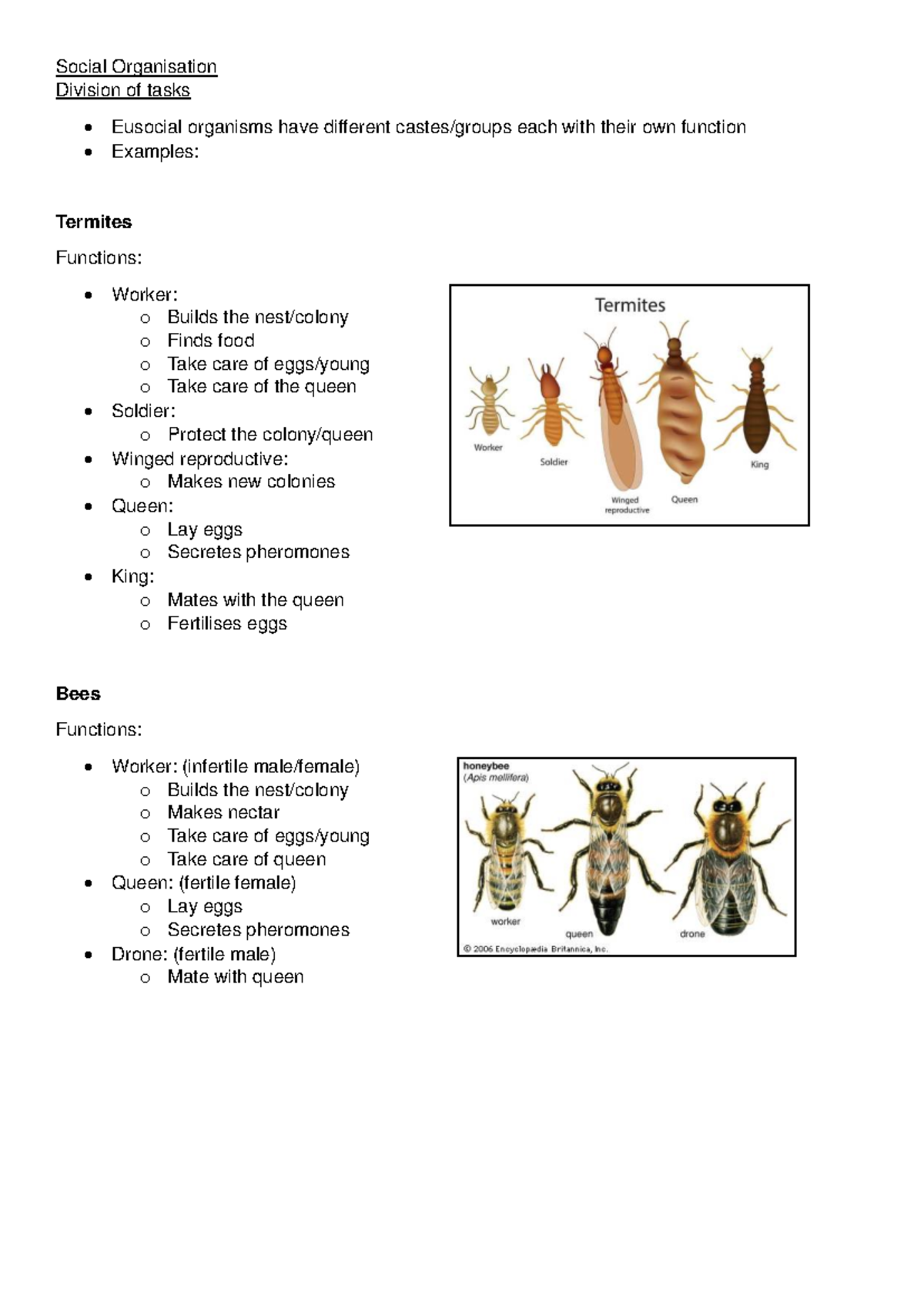 Social Organisation and Division of Tasks in Eusocial Animals - Social ...
