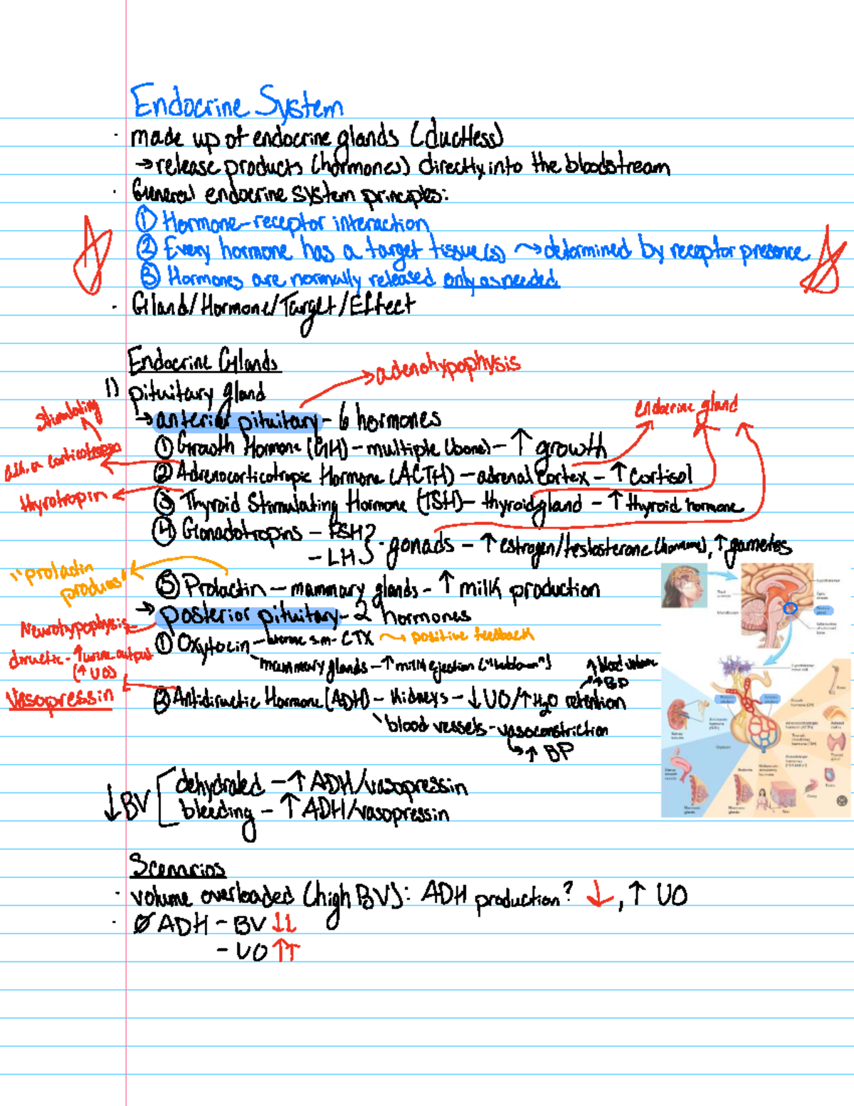 Final Exam Study Guide for Course XYZ: Endocrine System Overview - Studocu