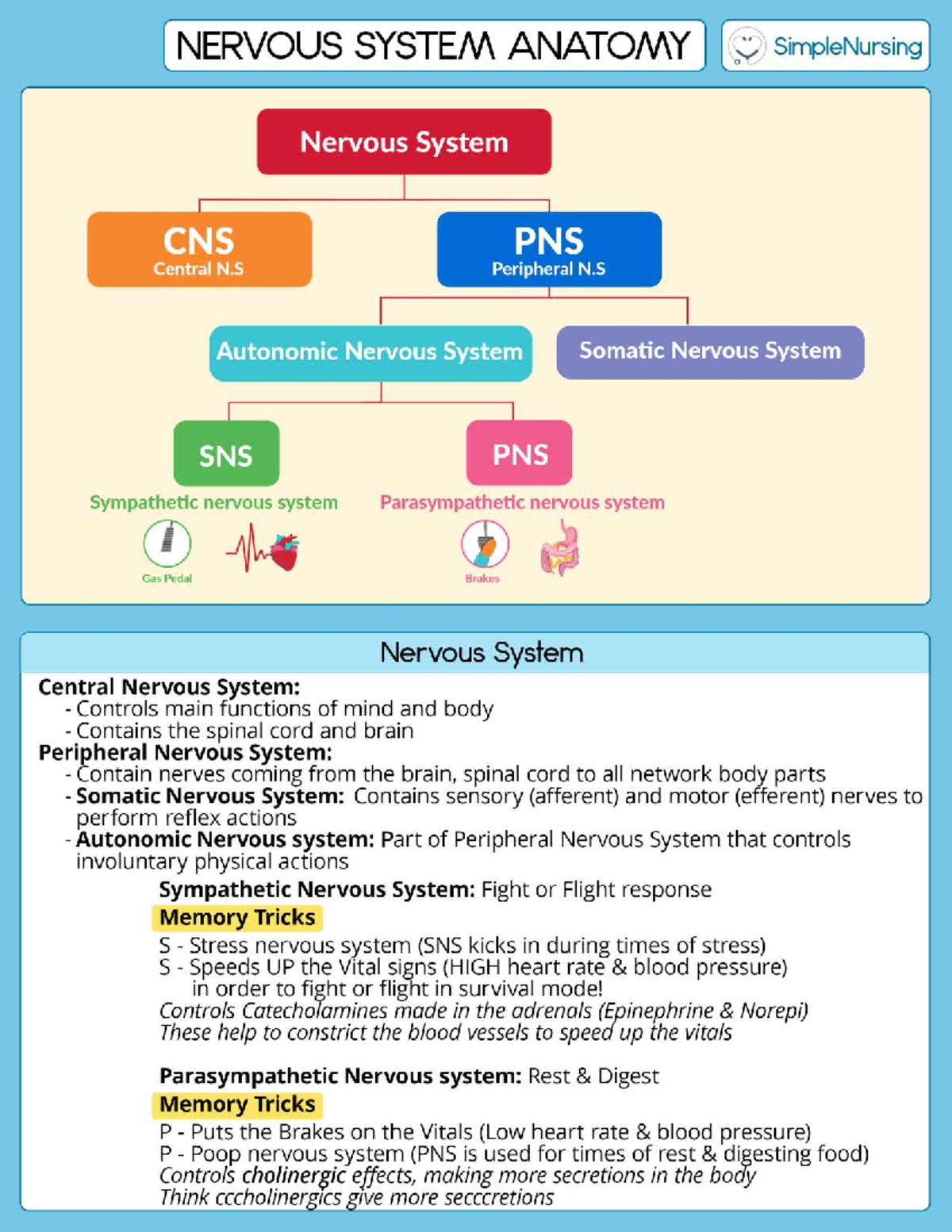 Nervous System Anatomy Overview: CNS, PNS, and Autonomic Functions ...