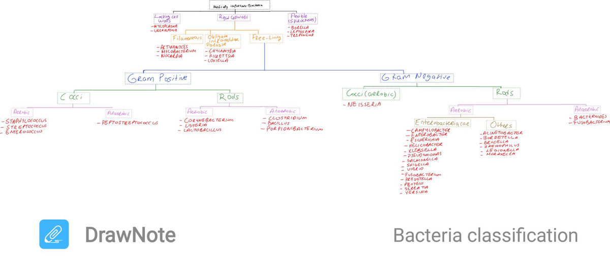 Bacteria Classification: Medically Important Types and Characteristics ...
