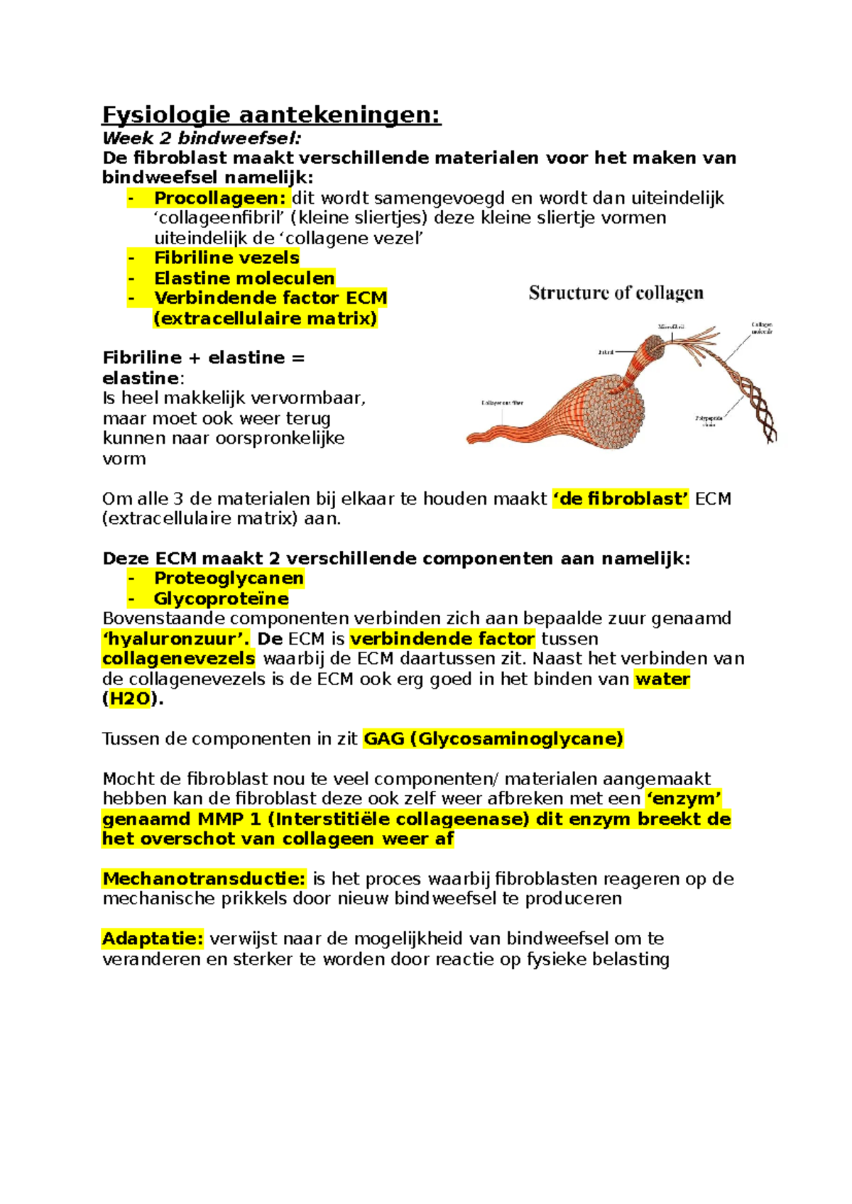 Fysiologie Aantekeningen: Week 2 - Bindweefsel en Fibroblasten ...