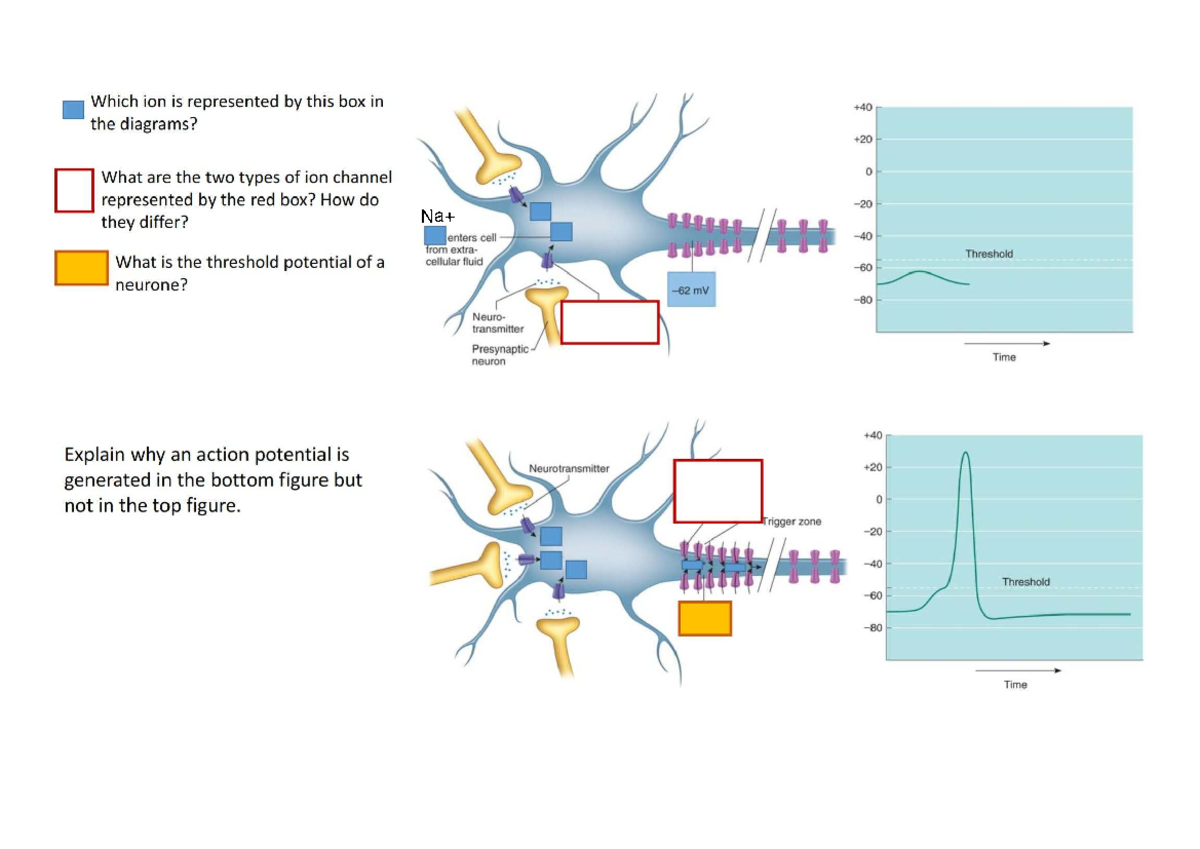Neuro-4 Study Notes: Na+ Overview and Applications - Studocu