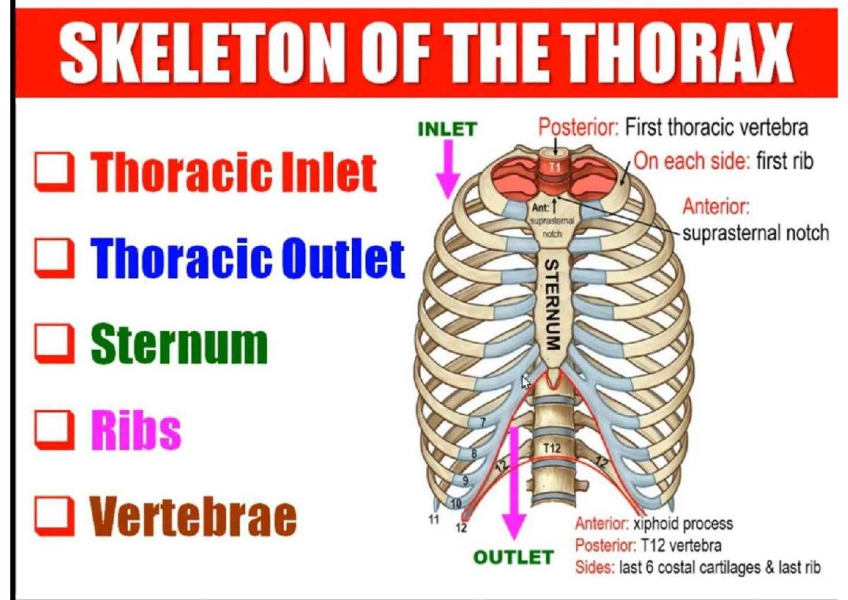 Thorax Anatomy Overview: Structures & Characteristics of Skeletons ...