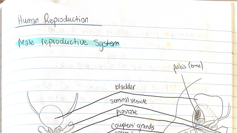 Human Reproduction: Male Reproductive System Overview - Studocu