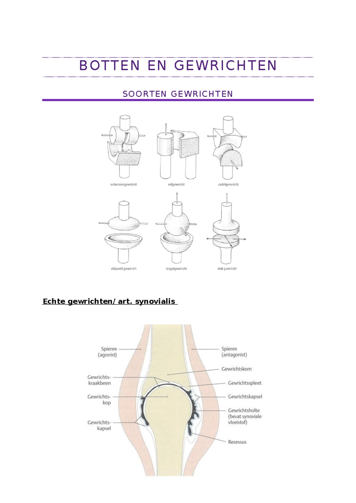 Anatomie van Botten en Gewrichten - Soorten en Kenmerken - Studeersnel