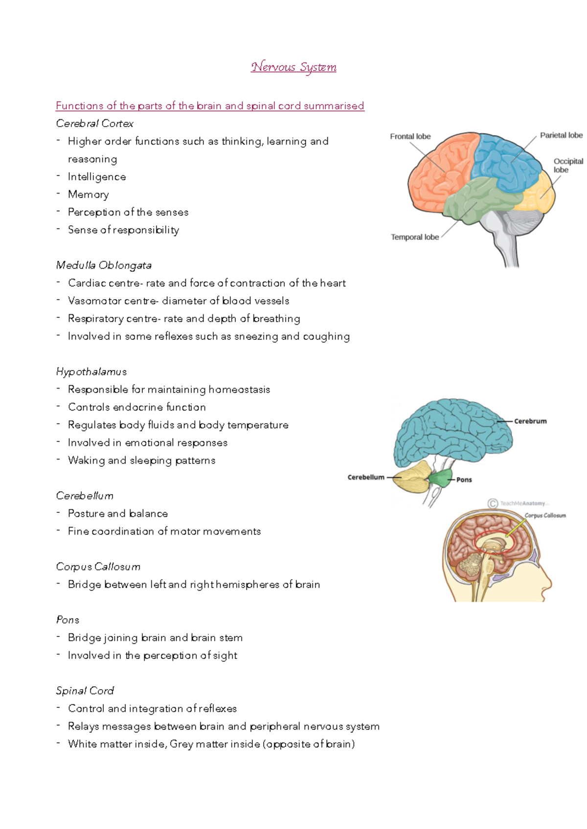 Human Biology Year 12 Nervous System Notes - Summary and Key Functions ...