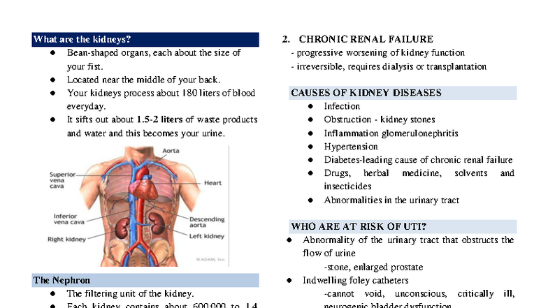 Kidney Function and Diseases: A Comprehensive Overview (BIO 101) - Studocu