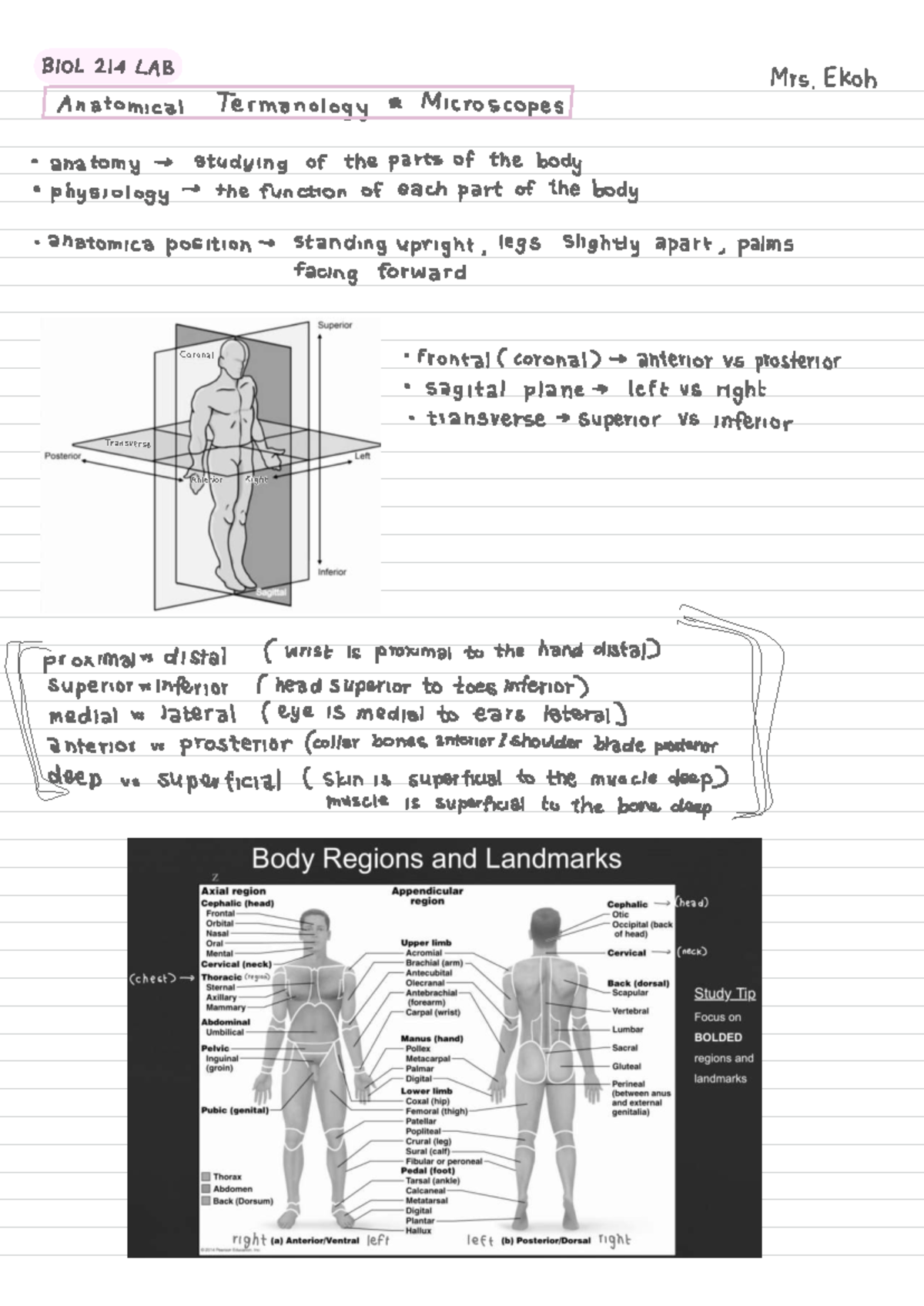 BIOL 214 LAB: Overview of Anatomical Terminology & Microscopes - Studocu