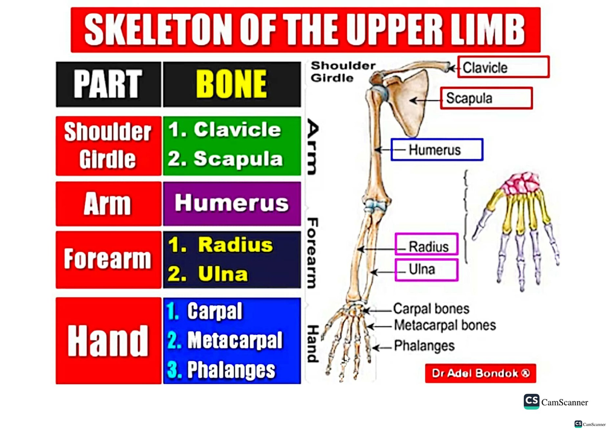 Upper Limb Anatomy: Skeleton Structure and Key Bones (CS) - Studocu