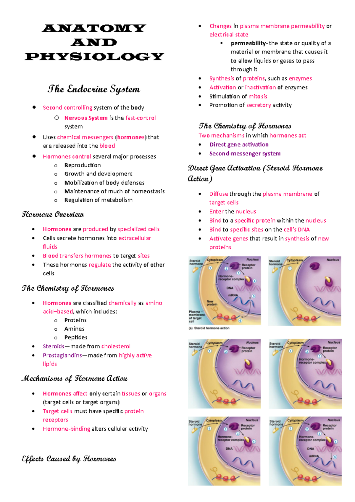 Endocrine System Review Notes - Anatomy & Physiology Insights - Studocu