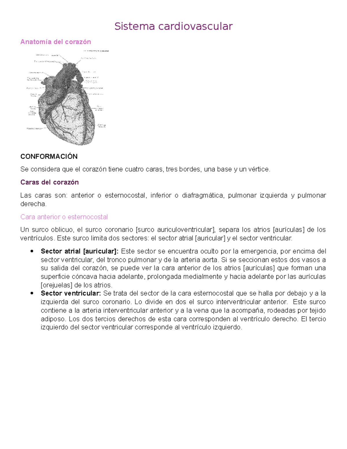 Resumen de Anatomía del Corazón - MAPA 1 - Studocu