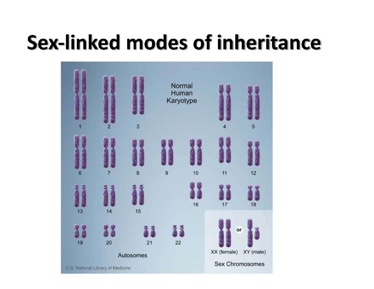 Lecture on Sex-Linked Inheritance and X-Linked Traits - Studocu