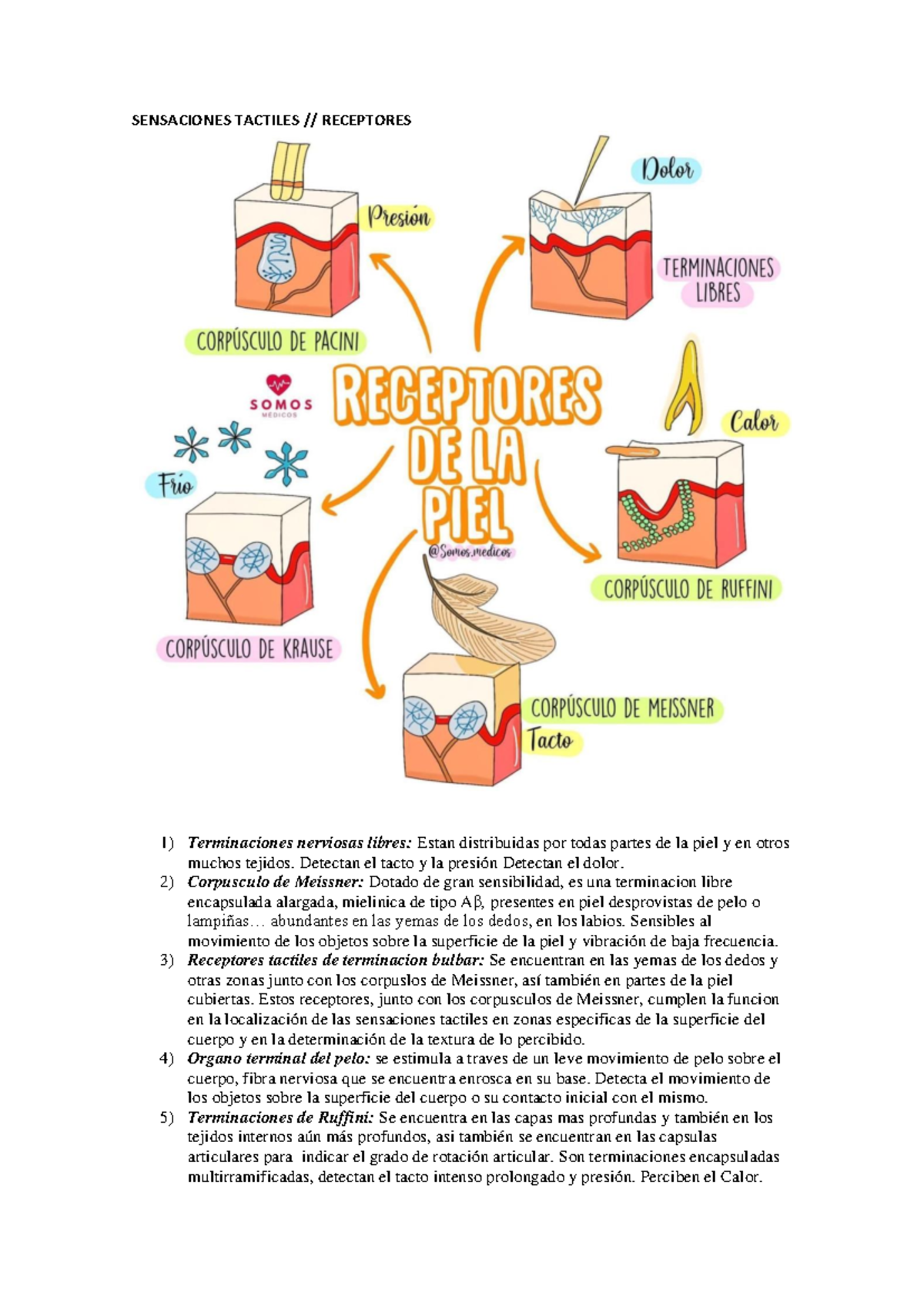 Receptores Táctiles - Resumen Corto y Conciso (Biología 101) - Studocu