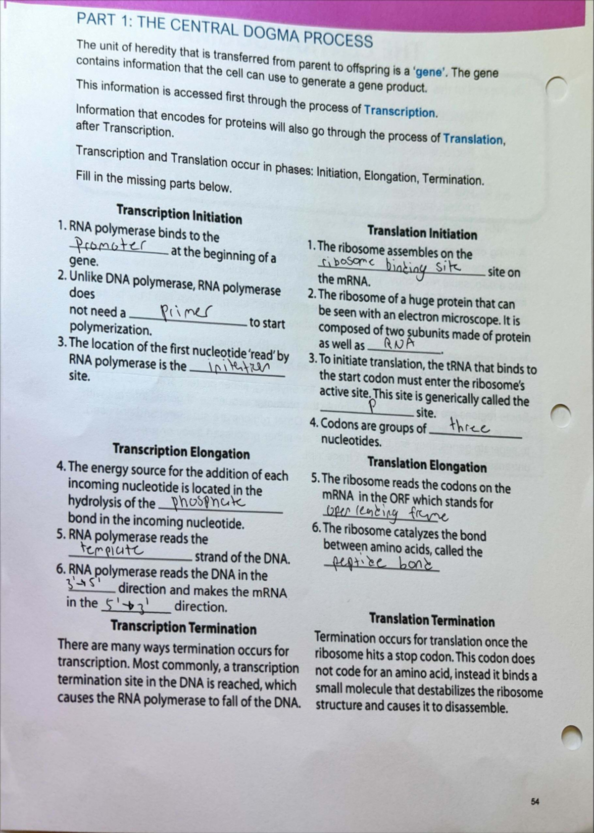The Central Dogma Process: Transcription and Translation Overview - Studocu
