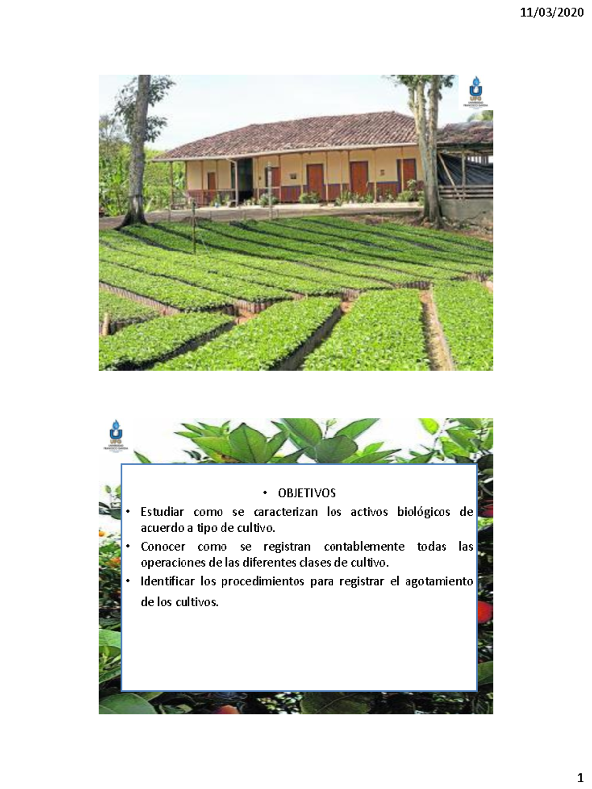 Sesion 11 clasificacion de los activos biologicos 2020 - 11/03/2020 ...