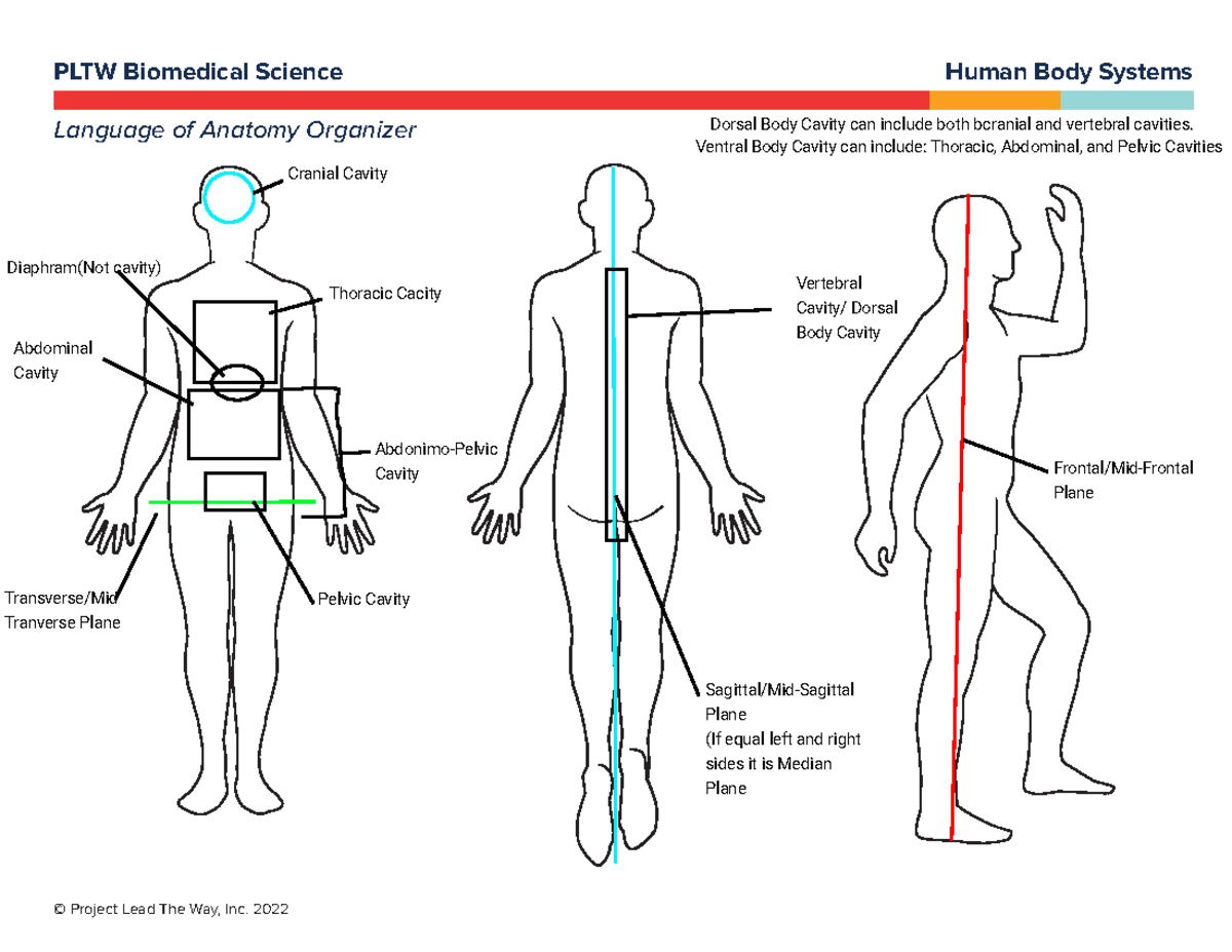 HBS Language Of Anatyesyesyes Organizer - Biol 2401 - © Project Lead The Way, Inc. 2022 PLTW ...