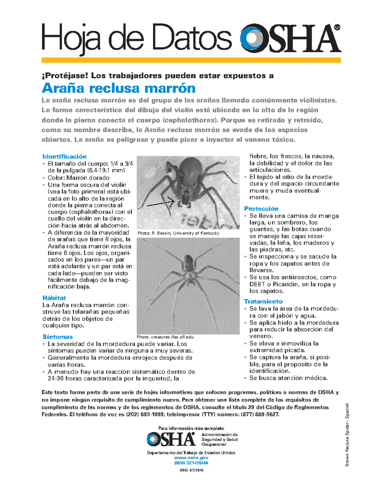 Hoja de Datos: Araña Reclusa Marrón (Brown Recluse Spider) - Studocu
