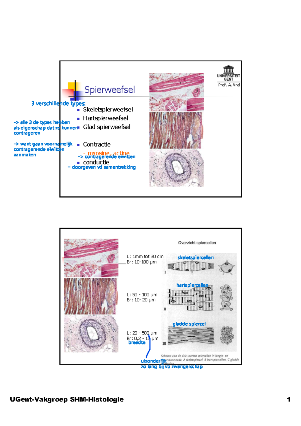 Spierweefsel: Skelet-, Hart- en Glad Spierweefsel - 1ste bach LAW 2024 ...