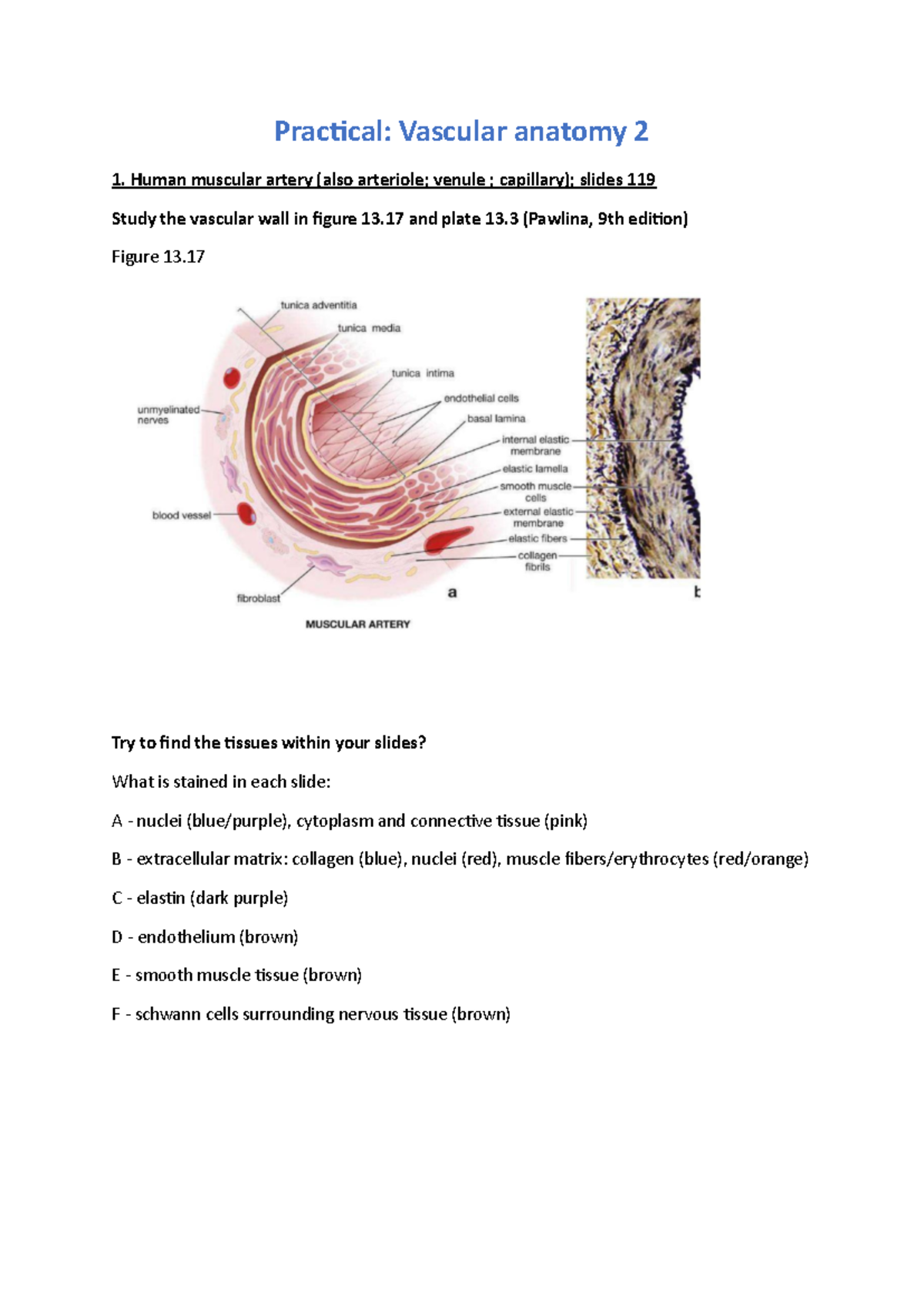 Practical: Vascular Anatomy 2 - Muscular Arteries & Veins Analysis ...