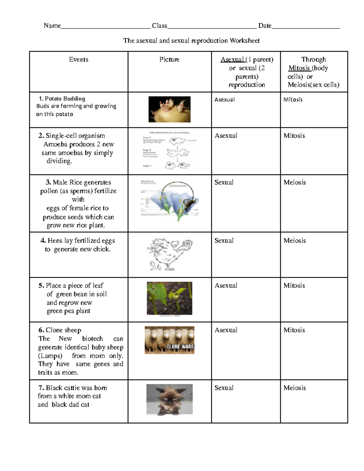 Asexual and Sexual Reproduction Worksheet: Mitosis & Meiosis Activities ...