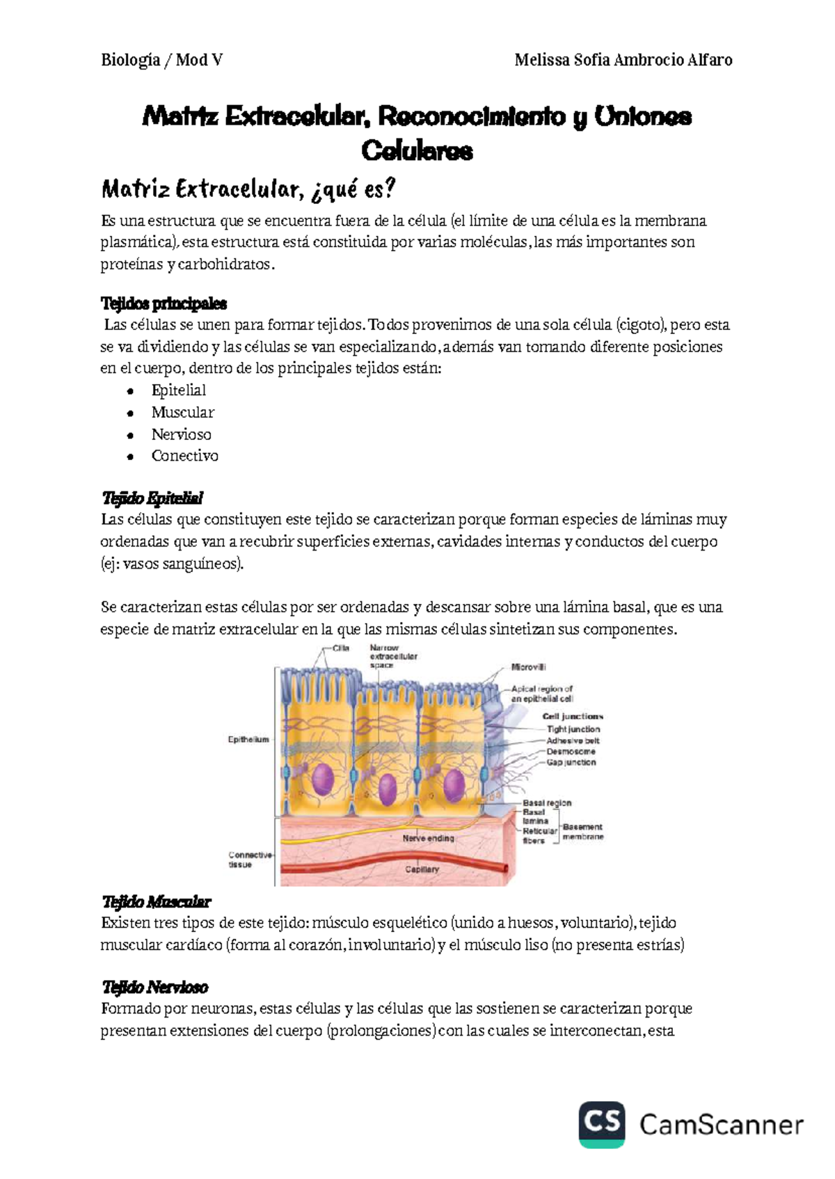 Biología Mod V: Matriz Extracelular y Uniones Celulares - Melissa Sofia Ambrocio - Studocu