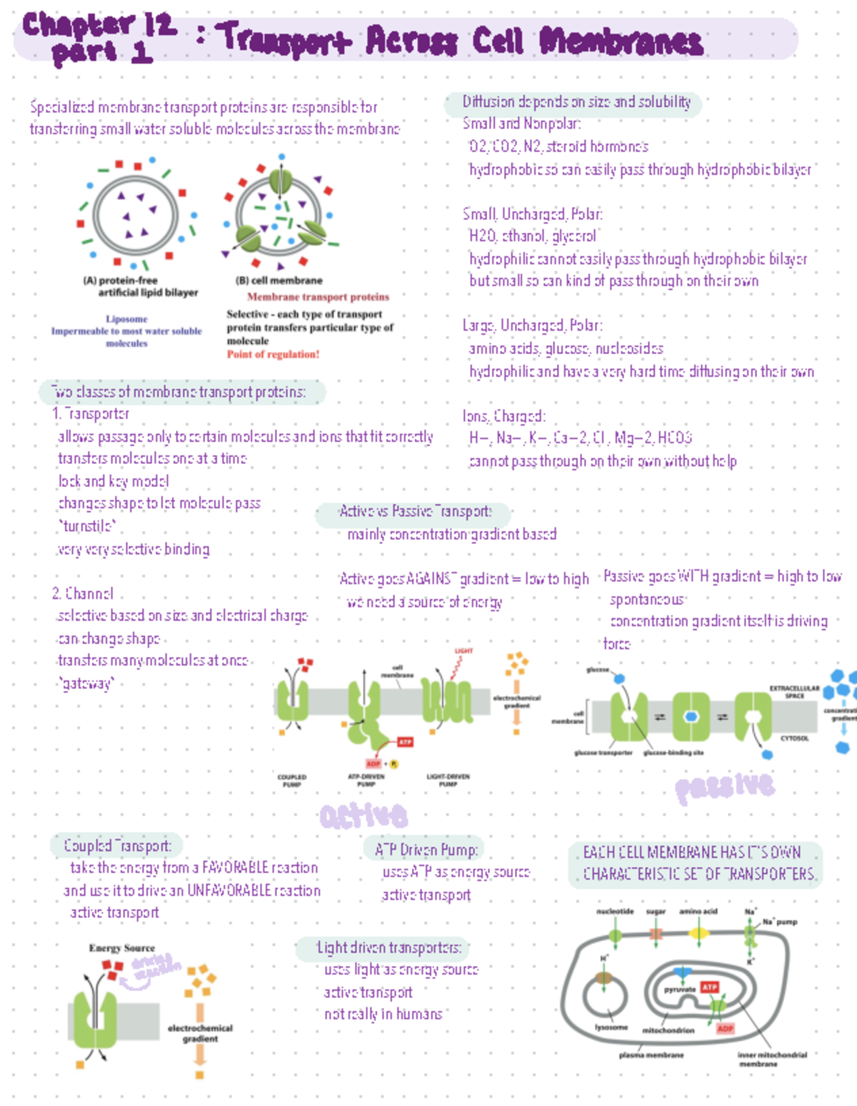 Cell Biology Chapter 12 Notes - Specialized membrane transport proteins ...