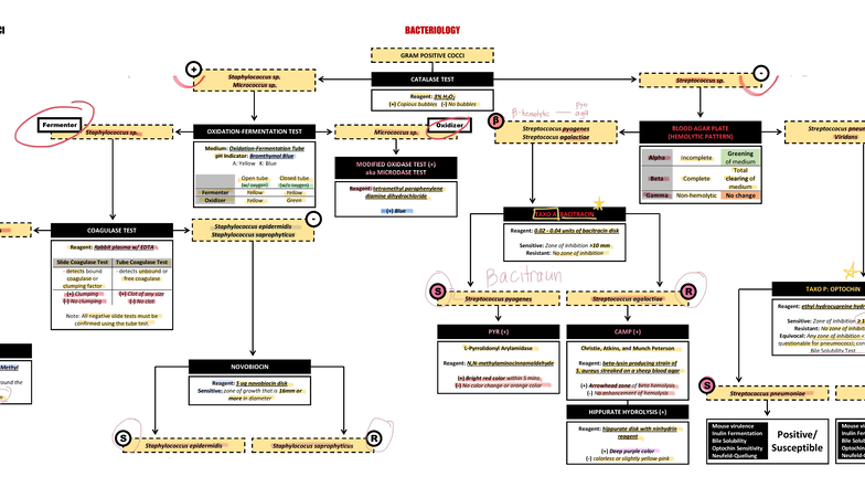 GRAM POSITIVE COCCI BACTERIOLOGY: TESTING ALGORITHMS & RESULTS - Studocu