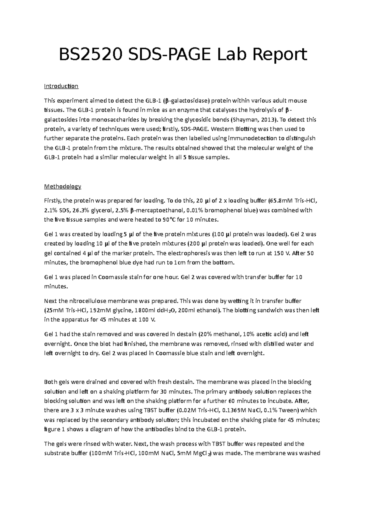 BS2520 SDS-PAGE Lab Report: Detection of GLB-1 Protein in Mouse Tissues ...