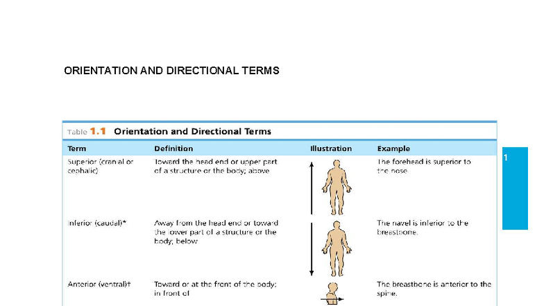 ANATOMY 101: Orientation, Directional Terms & Body Planes - Studocu